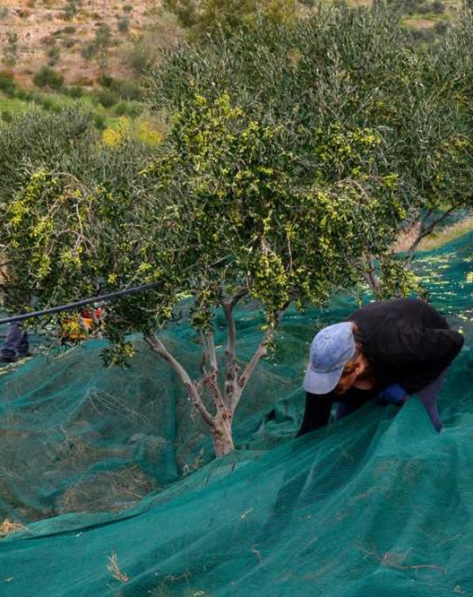 The Culture of the Olive| ELIA LESVOS CONFEST 2024 pre-conference event ...