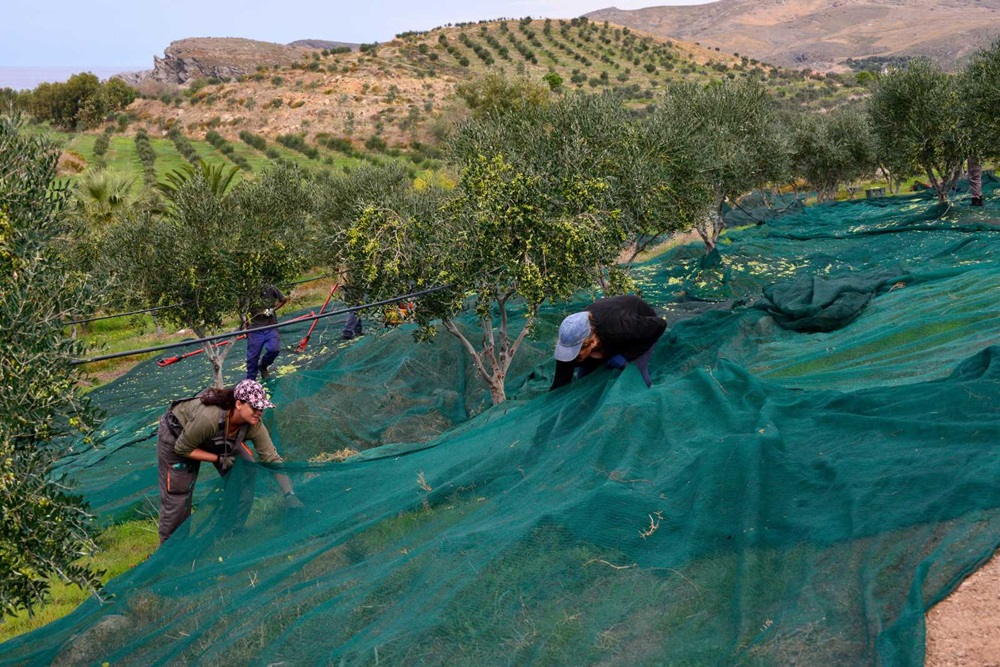 The Culture of the Olive| ELIA LESVOS CONFEST 2024 pre-conference event ...